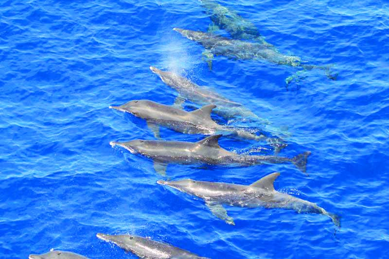 Survey to measure population, habitat of whales, dolphins and seabirds ...